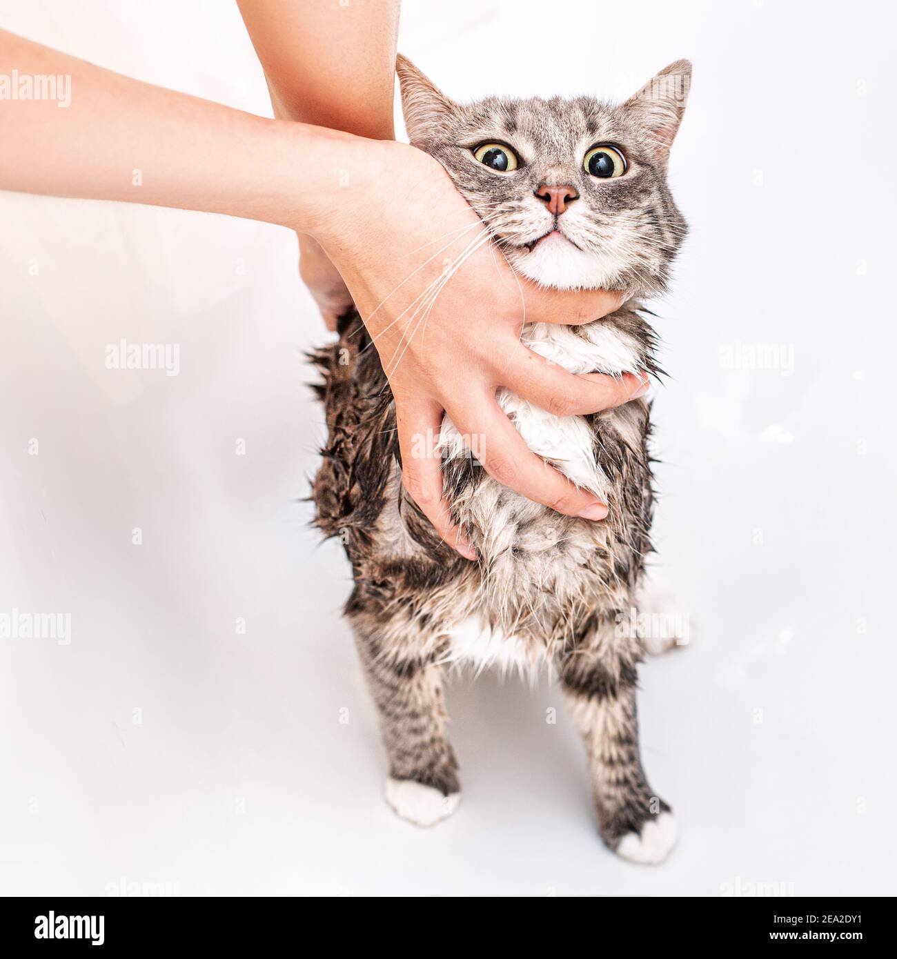 Washing your pet in the bathroom. The cat looks scared. With wet hair ...