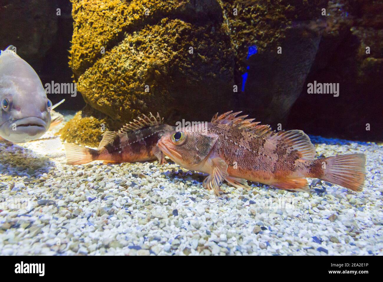 Black-belly Rosefish and Dusky Grouper are underwater close up ...