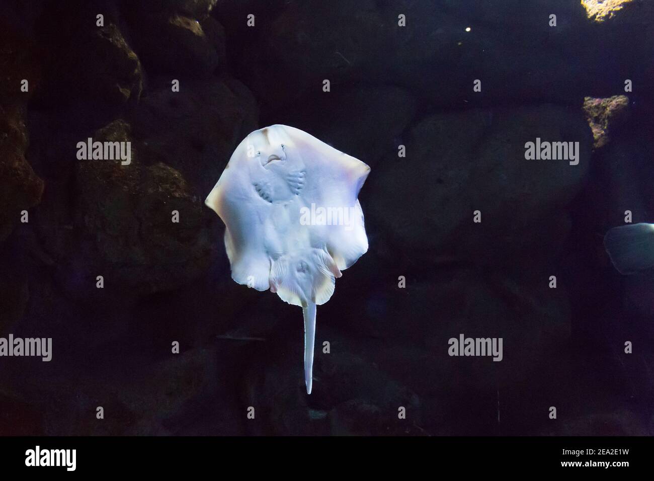 Skate fishing greece hi-res stock photography and images - Alamy