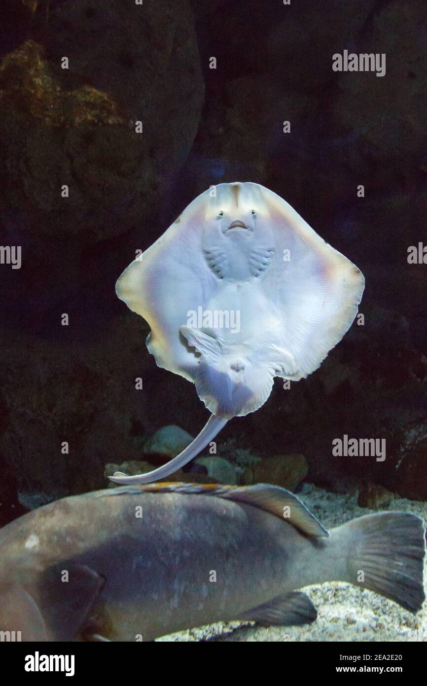 Blue skate fish ray hi-res stock photography and images - Alamy