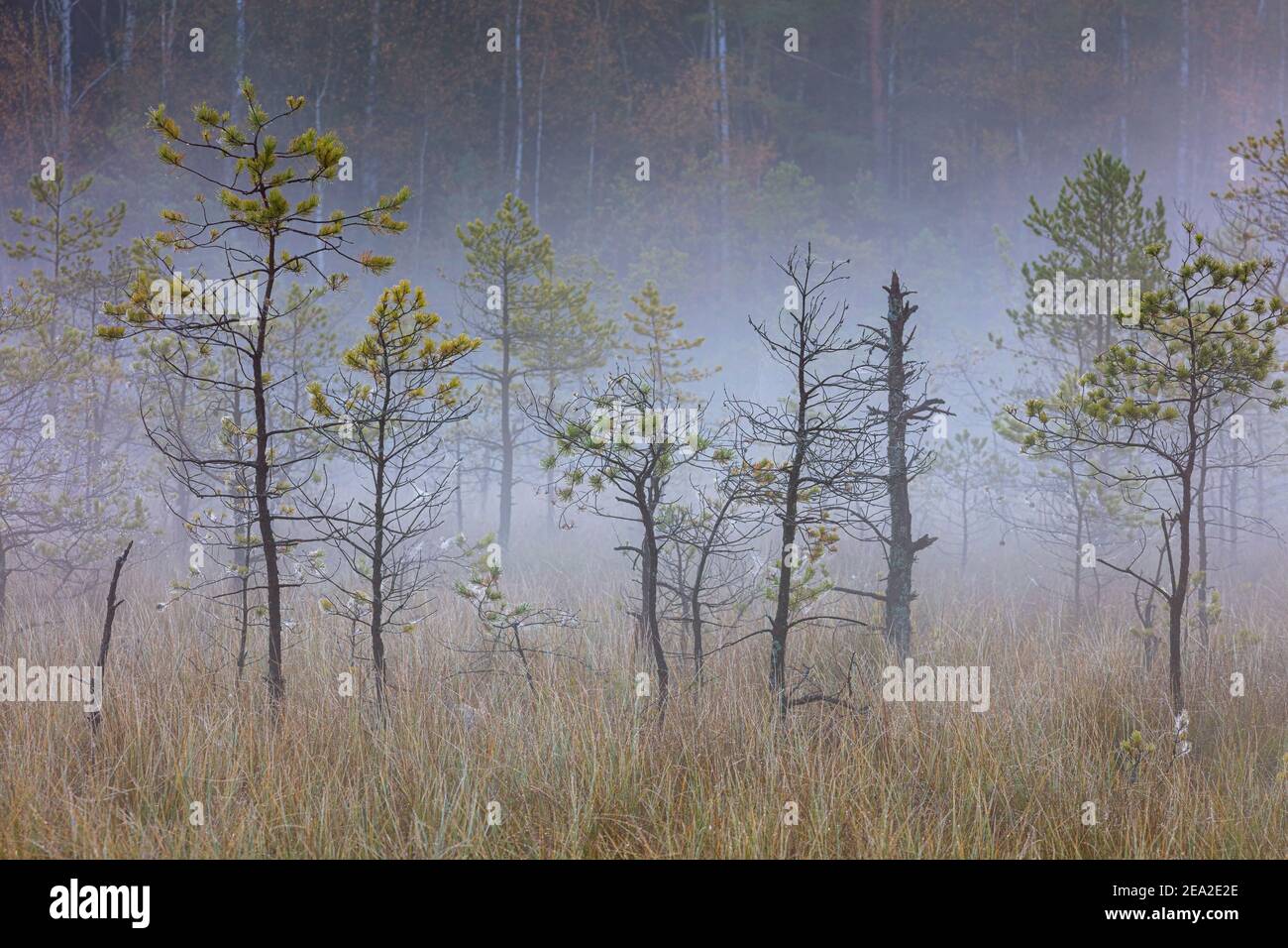 Piska hi-res stock photography and images - Alamy