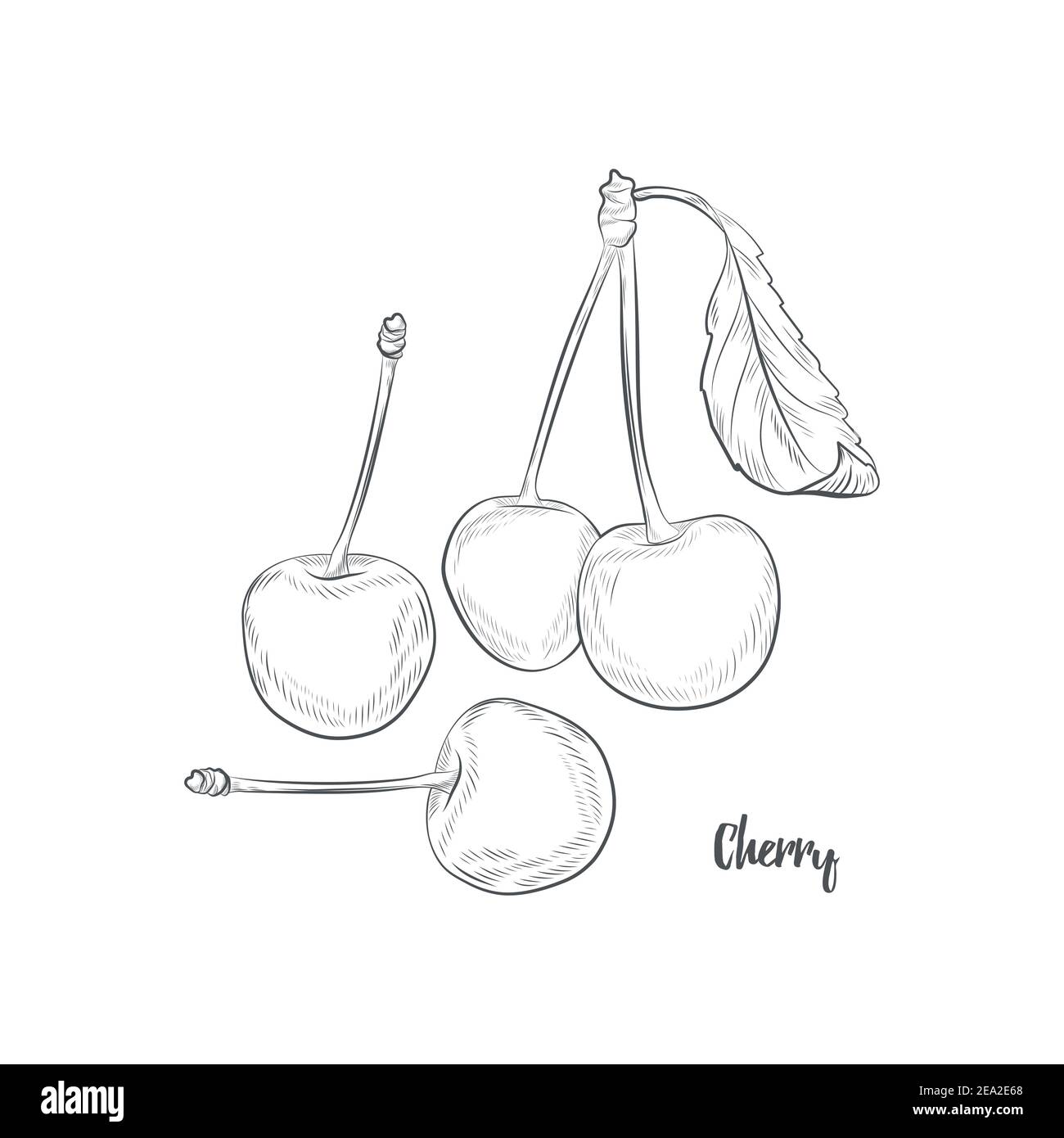 Hand drawn cherries isolated on white background Stock Vector Image ...