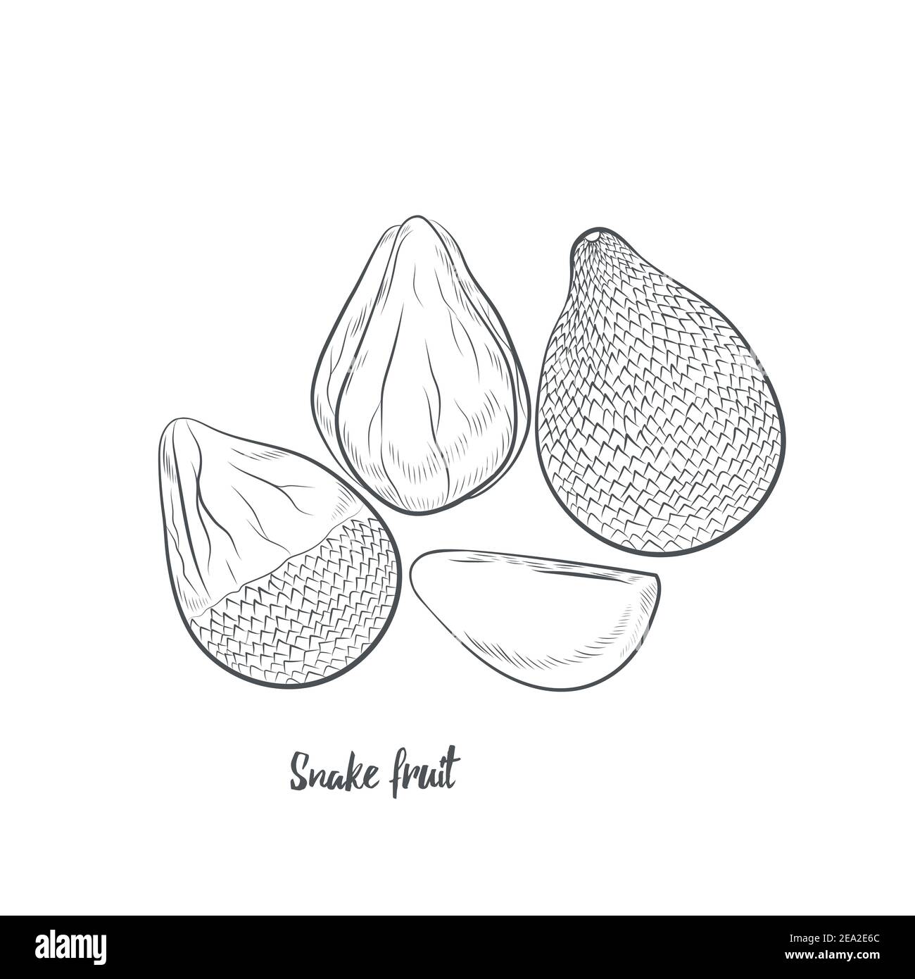 Hand drawn salak fruit sketch isolated on white background Stock Vector ...