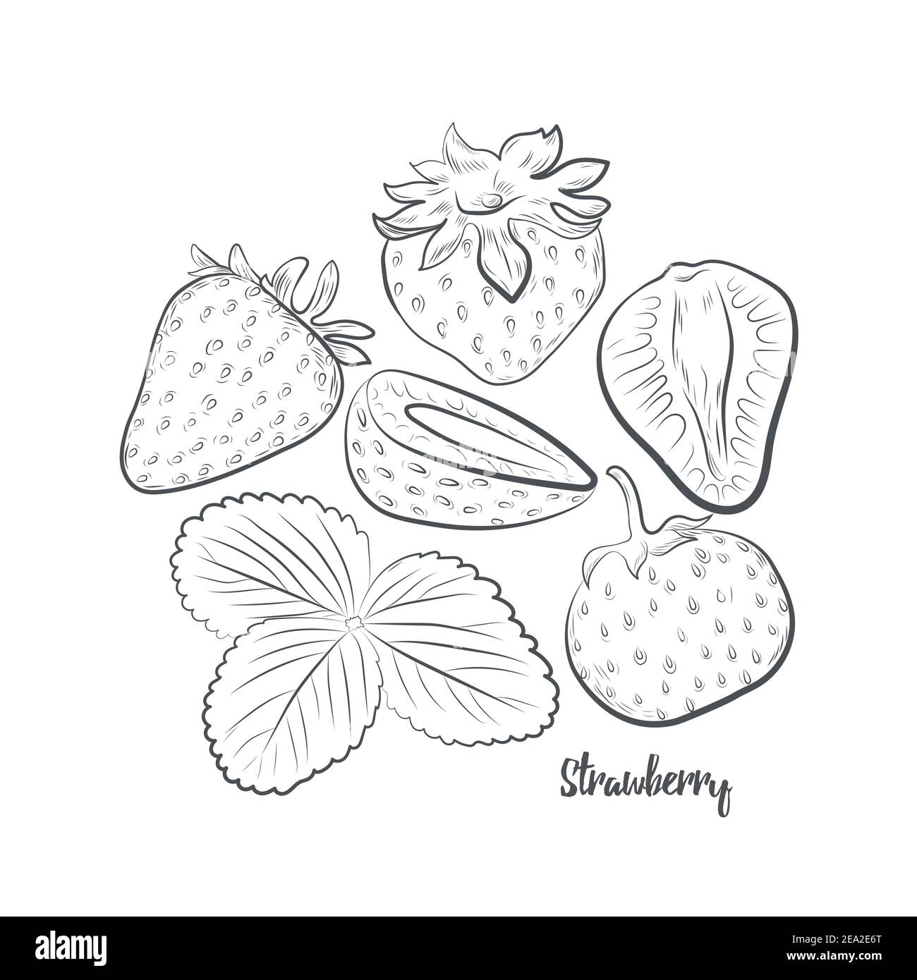 Hand drawn strawberry isolated on white background Stock Vector Image ...