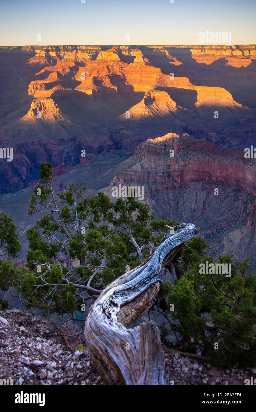 Juniper tree grand canyon hi-res stock photography and images - Alamy