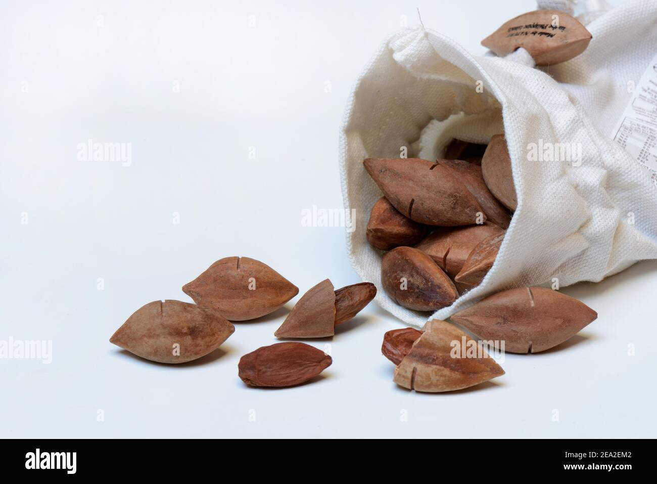 Canarium nut tree hi-res stock photography and images - Alamy