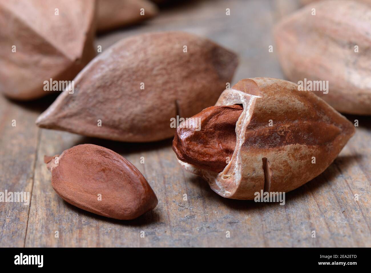 Canarium nut tree hi-res stock photography and images - Alamy