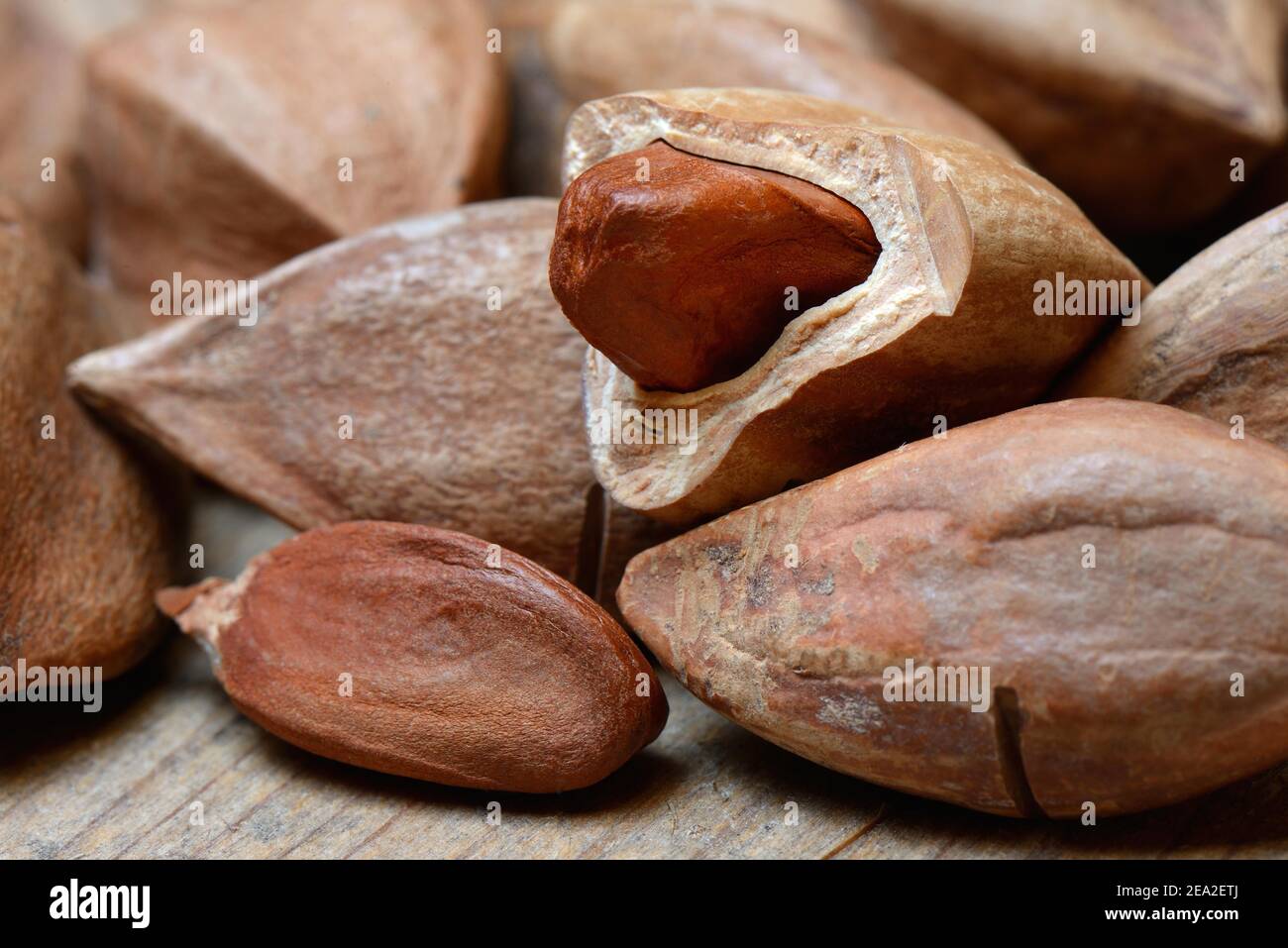 Canarium nut tree hi-res stock photography and images - Alamy