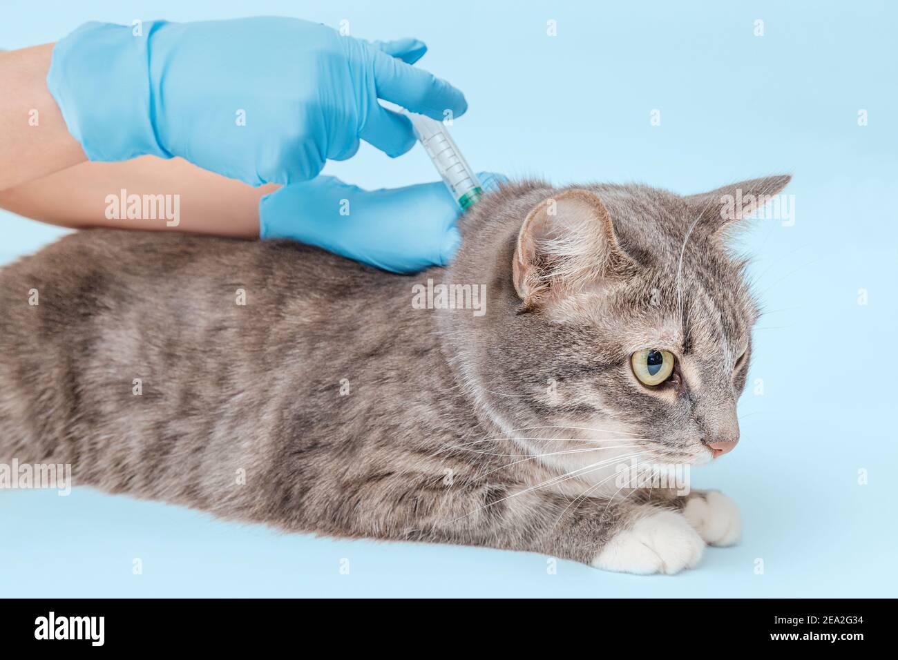 Veterinarian makes an injection in the withers of an adult cat. The ...