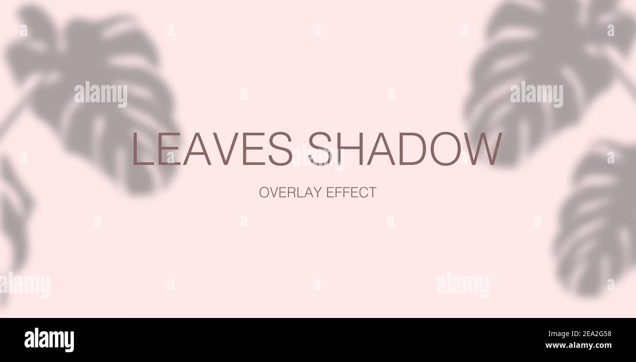 Monstera leaves shadow overlay effect isolated on pink background ...