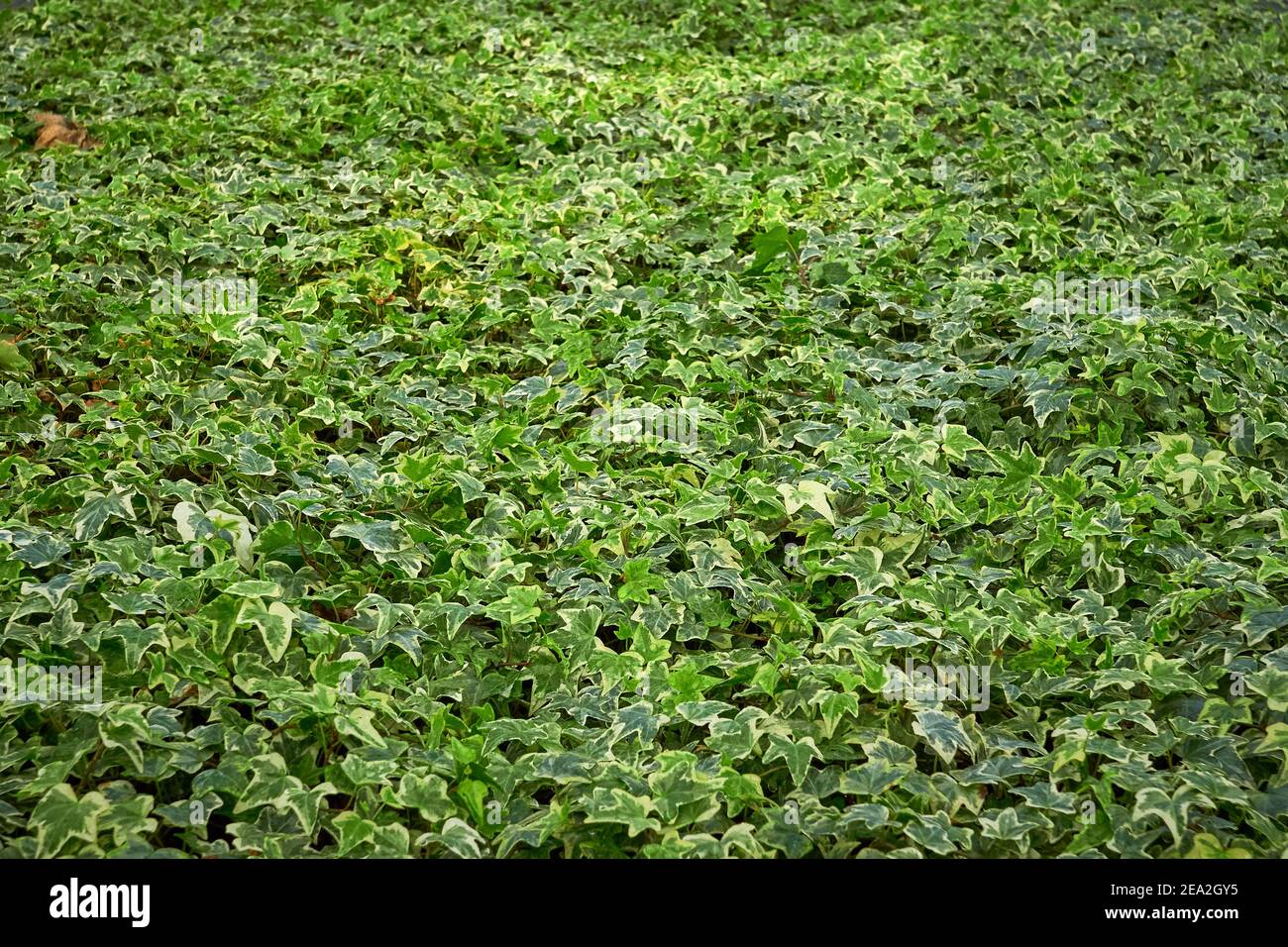Common ivy leaves ,Hedera helix Stock Photo - Alamy