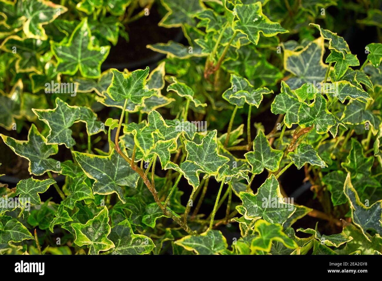 Yellow ivy leaf hedera helix hi-res stock photography and images - Alamy