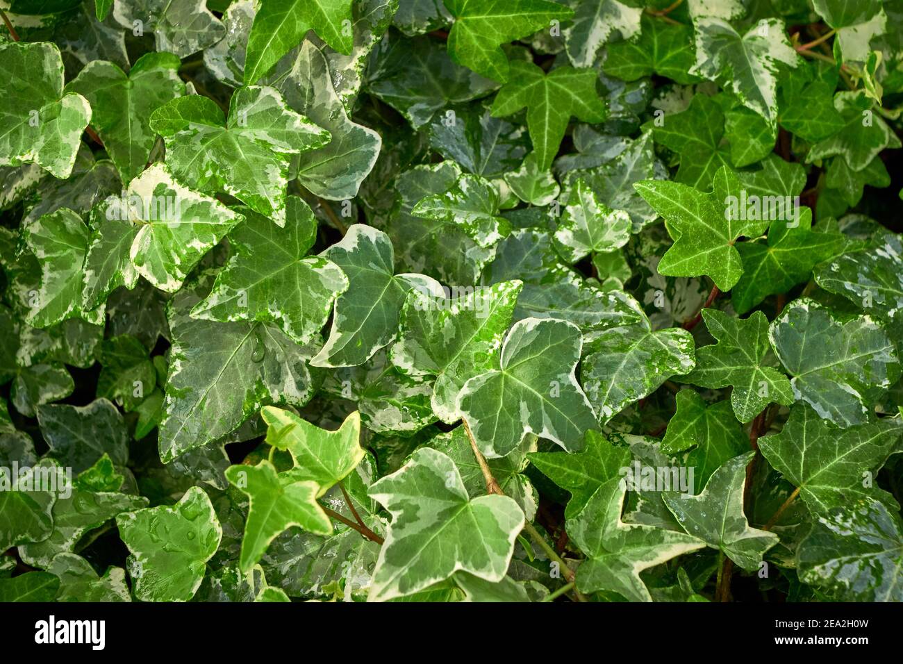 Common ivy leaves ,Hedera helix Stock Photo - Alamy