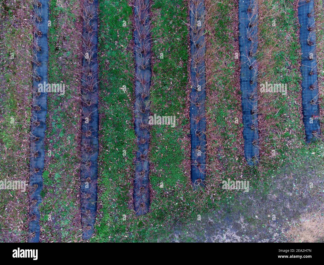 Blueberry plantation hi-res stock photography and images - Alamy