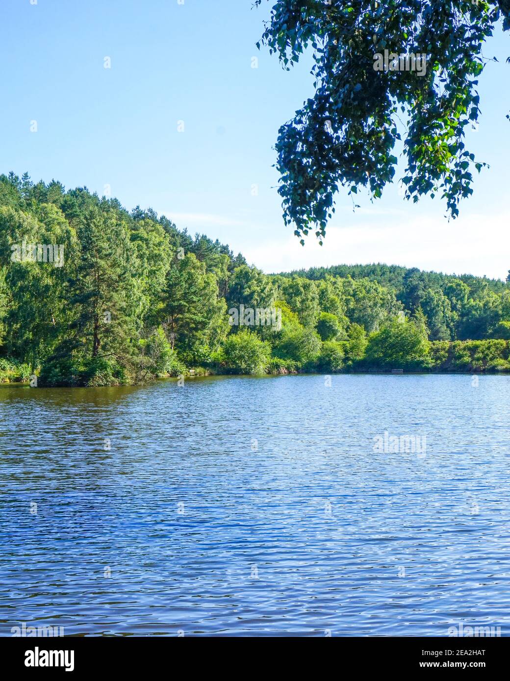 Fairoak Pools, Lake, Cannock Chase Forest in Summer, Staffordshire ...