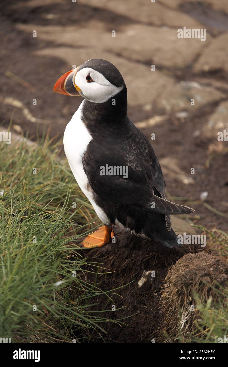 Lundy island puffin hi-res stock photography and images - Alamy