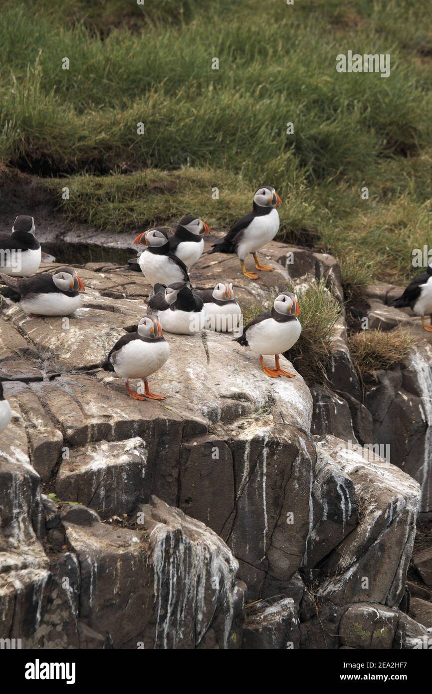 Lundy island puffins hi-res stock photography and images - Alamy