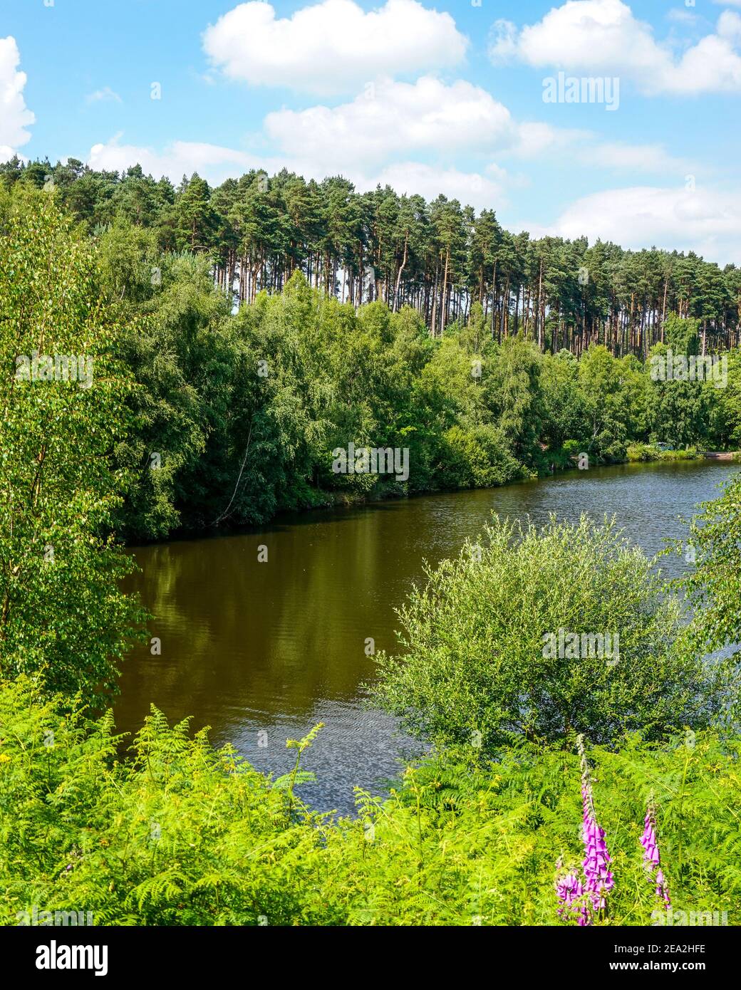 Fairoak Pools, lake surrounded by trees, Cannock Chase Forest in Summer ...