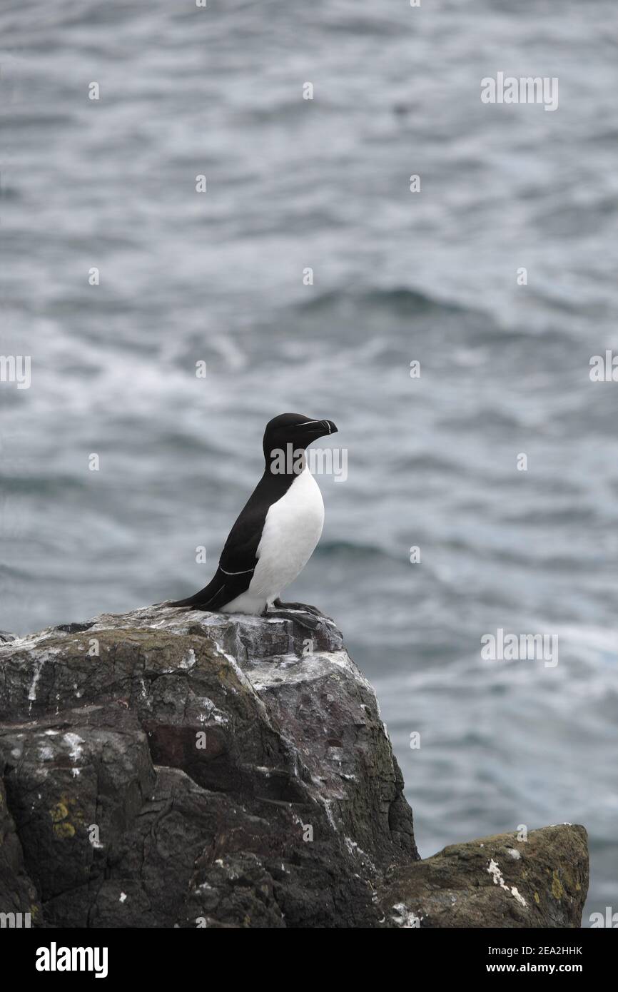 Razorbill (Alca torda Stock Photo - Alamy