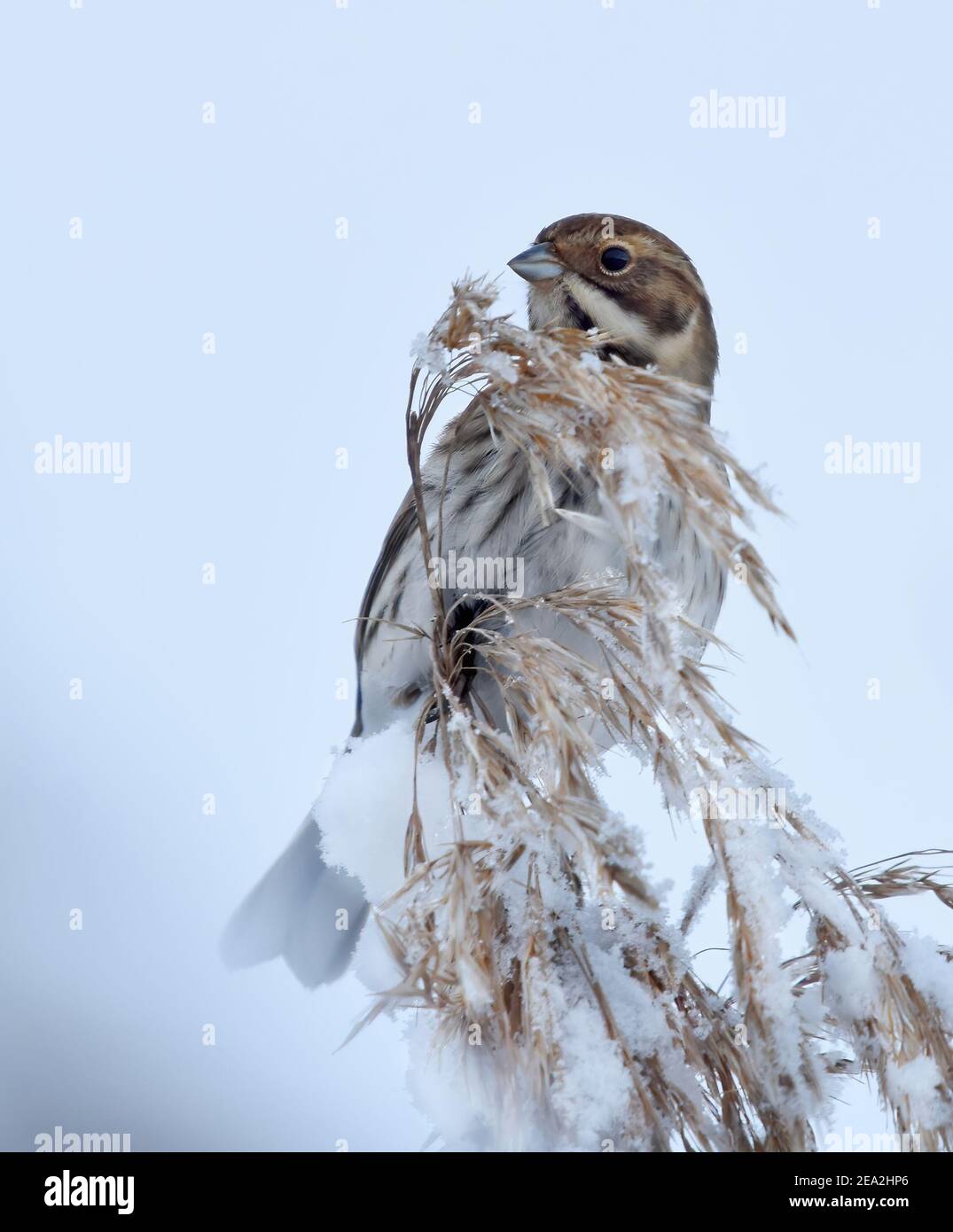 Common reed bunting (Emberiza schoeniclus) feeding on a snowy reed ...
