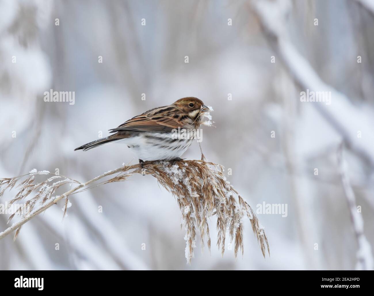 Reed Bunting High Resolution Stock Photography and Images - Alamy