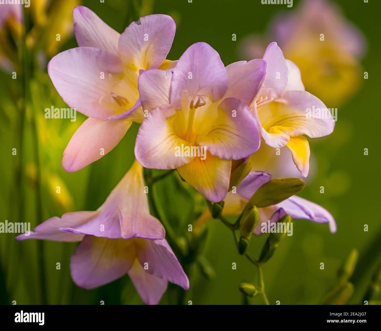 Freesia bouquet hi-res stock photography and images - Alamy
