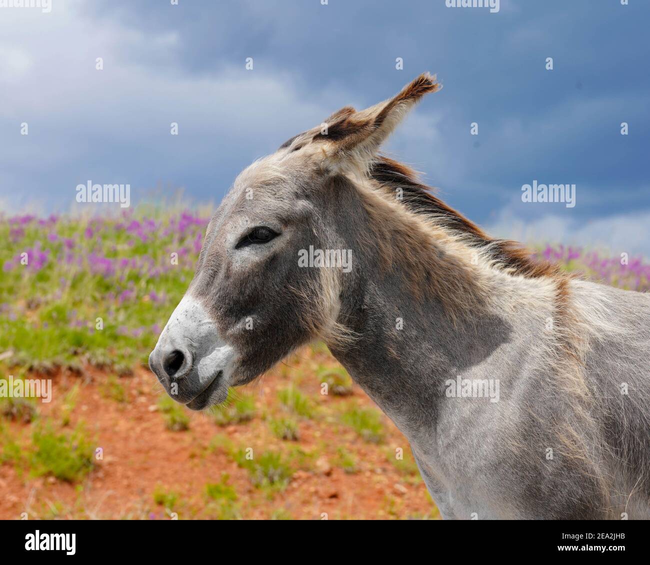 Cute Brown and White Wild Burro Portrait Stock Photo - Alamy
