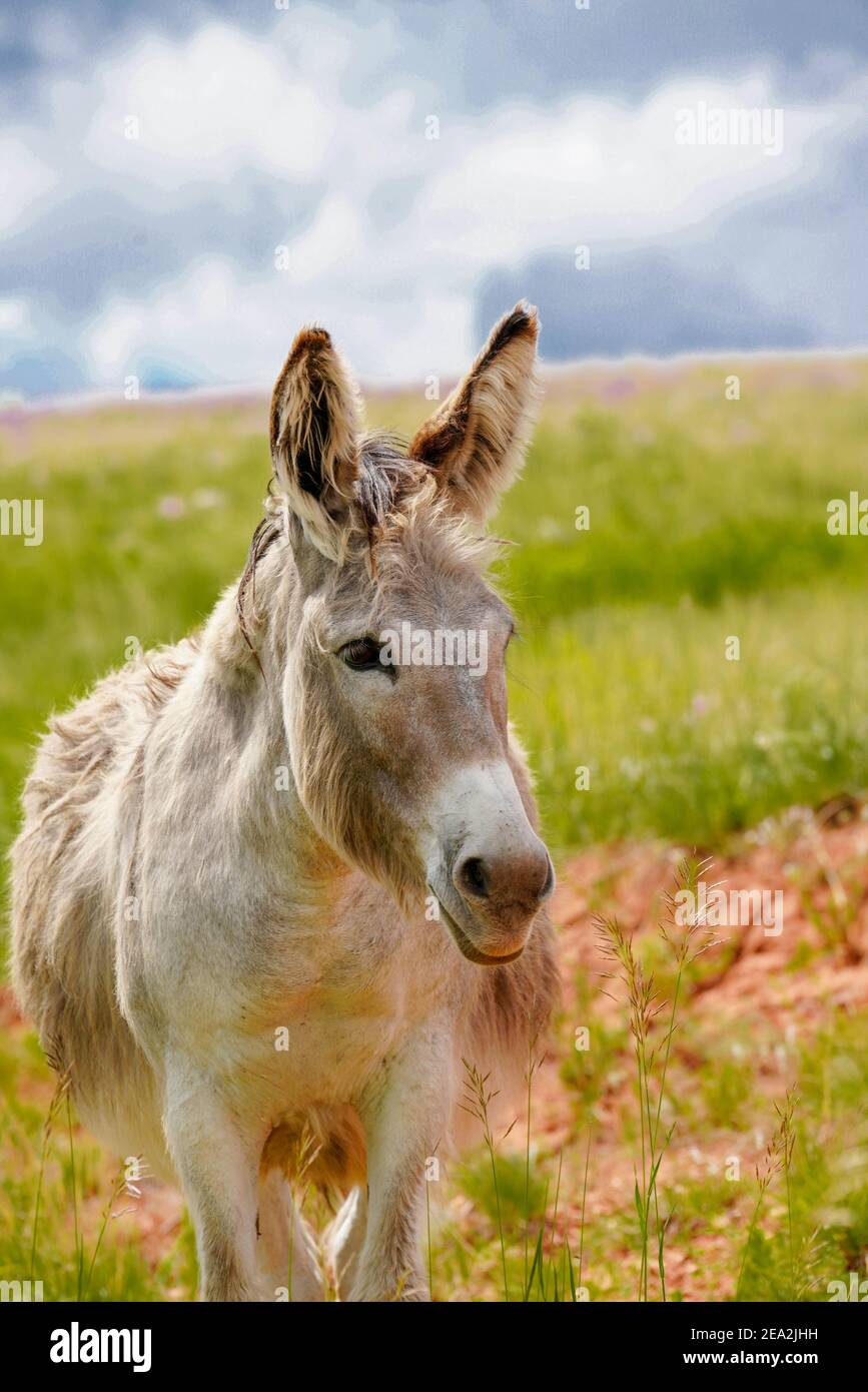 Sweet tan and white wild burro with grassy hill and cloudy blue sky in ...