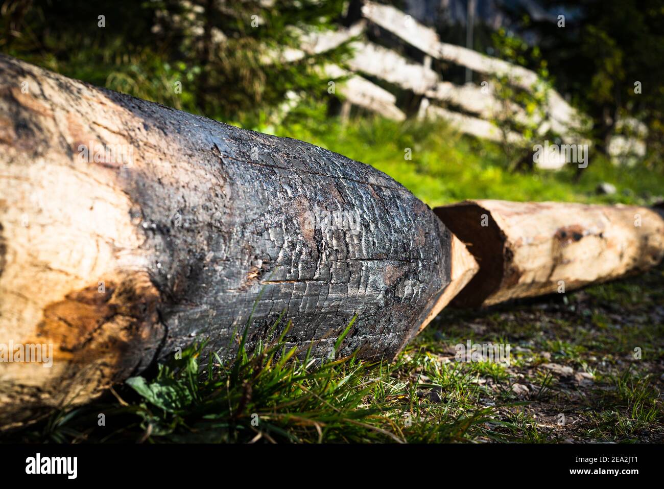 Sharpened wooden fence posts hi-res stock photography and images - Alamy