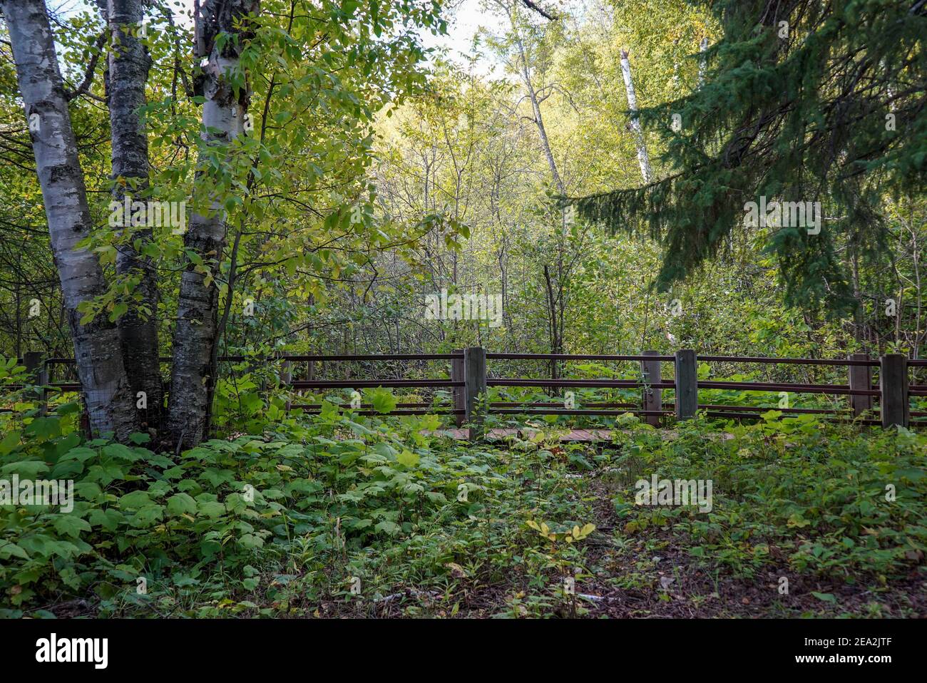 Spring woods minnesota hi-res stock photography and images - Alamy