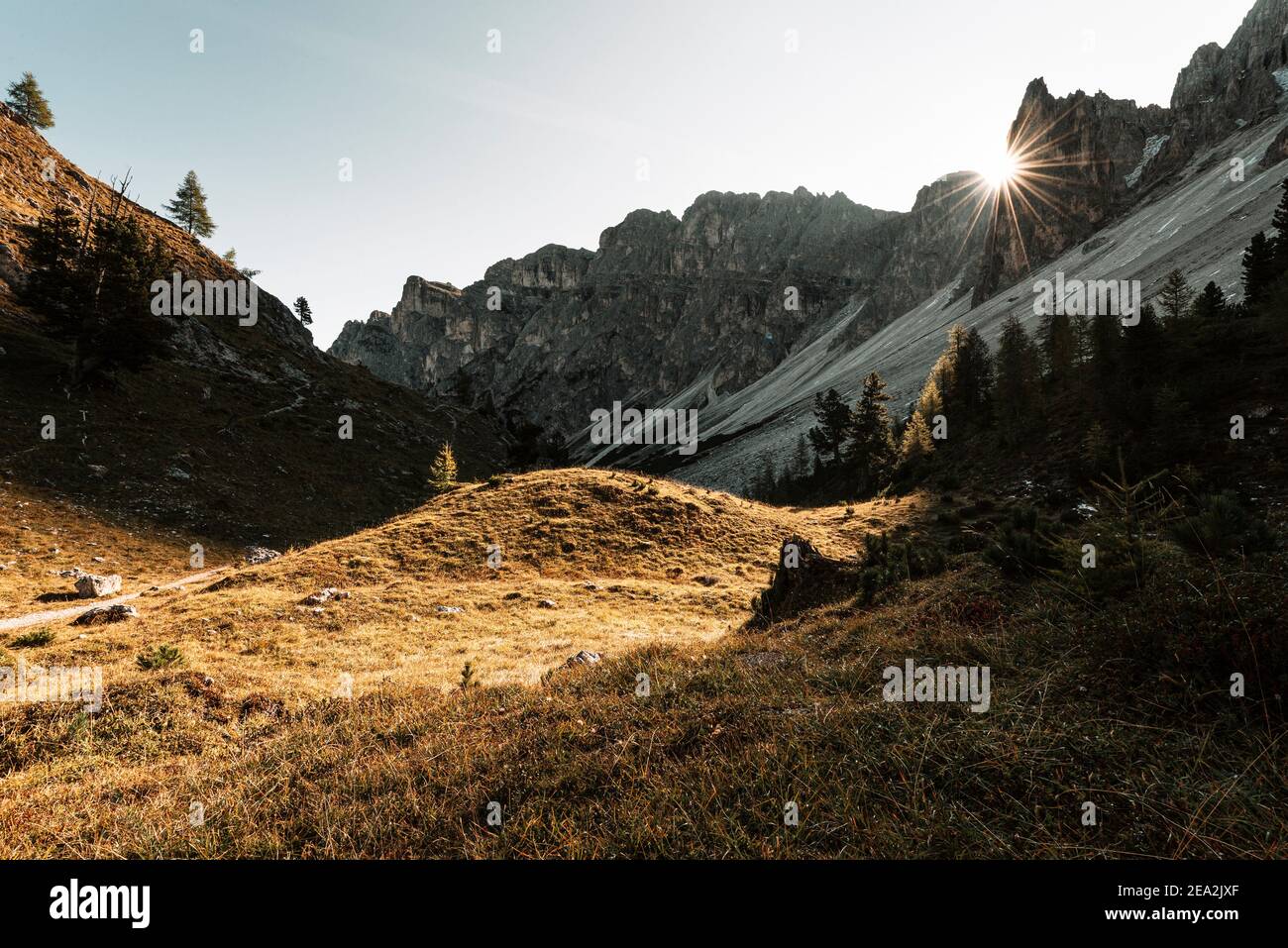 Alpine rose (rosa pendulina) hi-res stock photography and images - Alamy