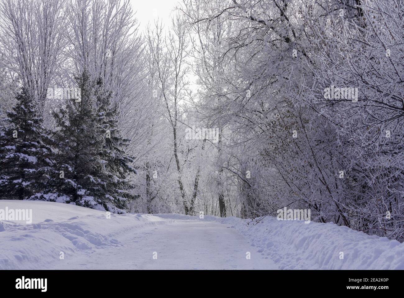 Snowy walking trail in winter forest in Minnesota Stock Photo - Alamy