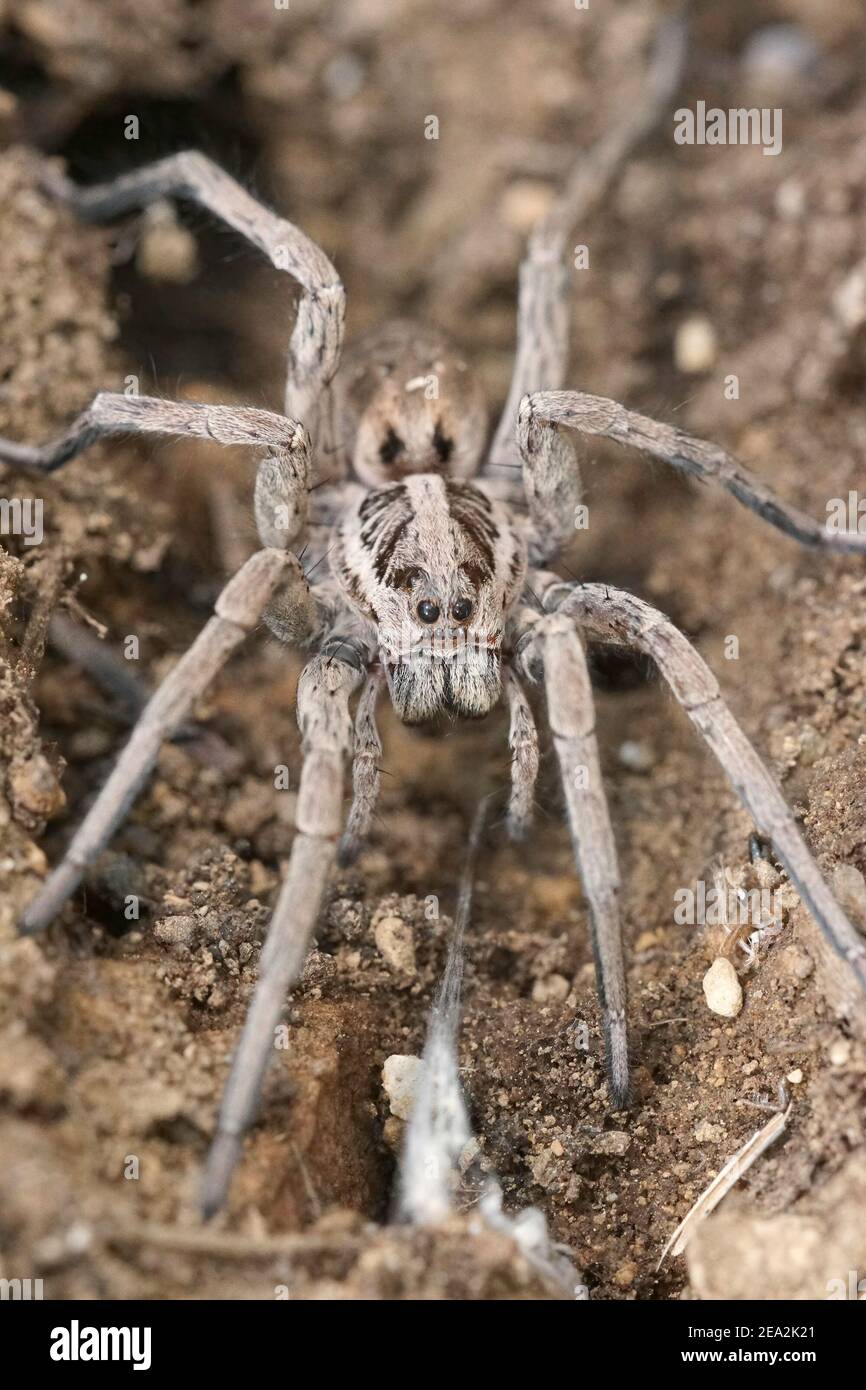 Close up of on of the largest European wolf spiders, Hogna radiata in ...