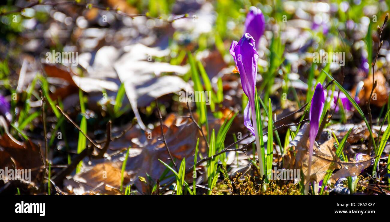 Open glade wild flowers hi-res stock photography and images - Alamy
