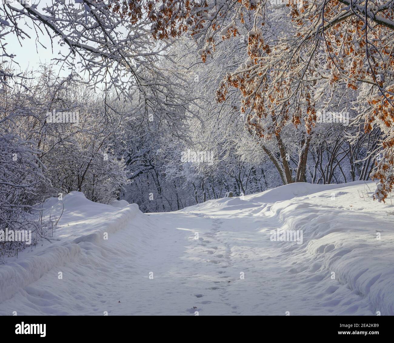 After a beautiful snowfall walking on a trail at Staring Lake in Eden ...