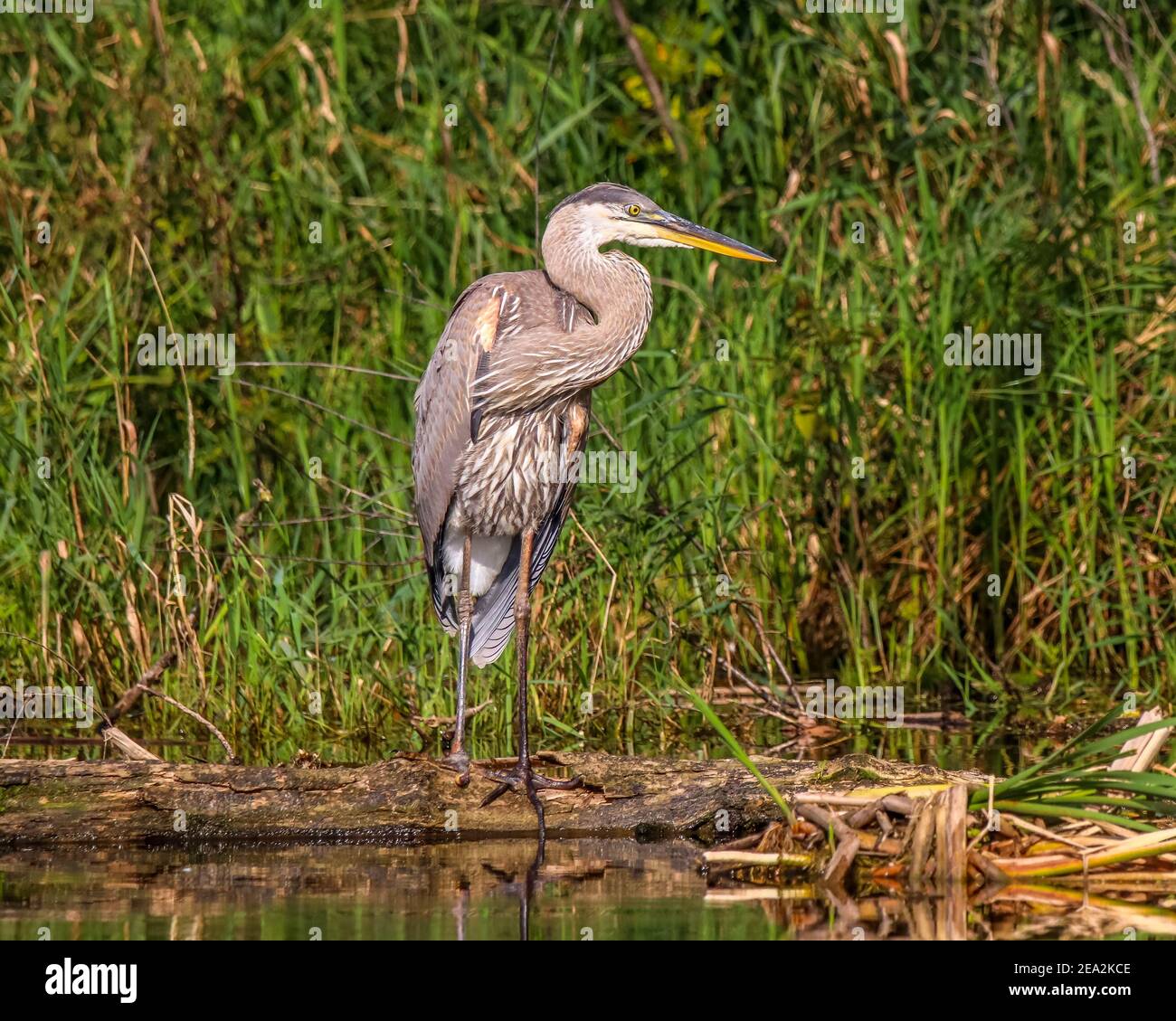 Great Blue Heron standing in the marsh looking to right Stock Photo - Alamy