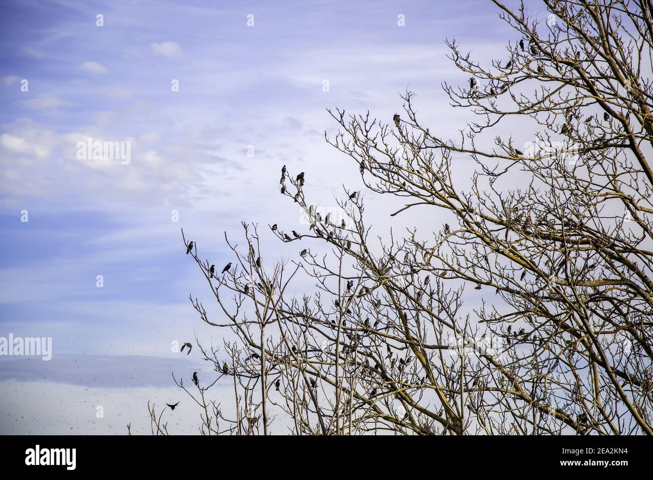 Birds on tree branches, animals in migration, birds resting Stock Photo ...