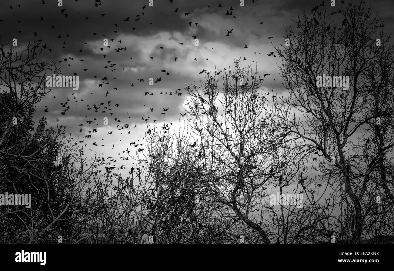 Feathers animals Black and White Stock Photos & Images - Alamy