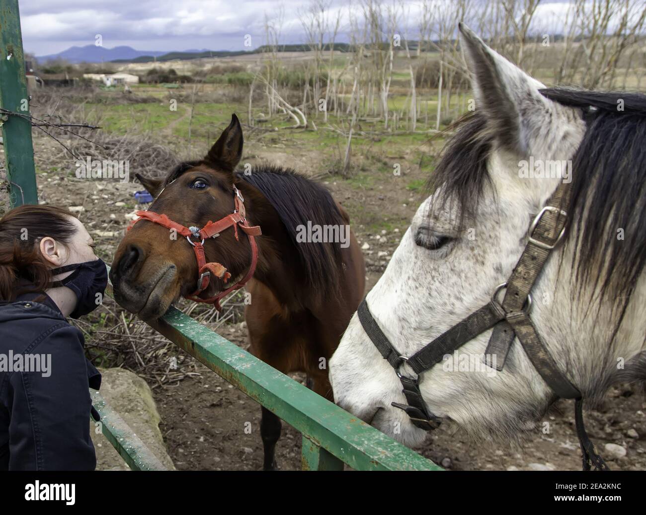 Animals in the corral hi-res stock photography and images - Alamy