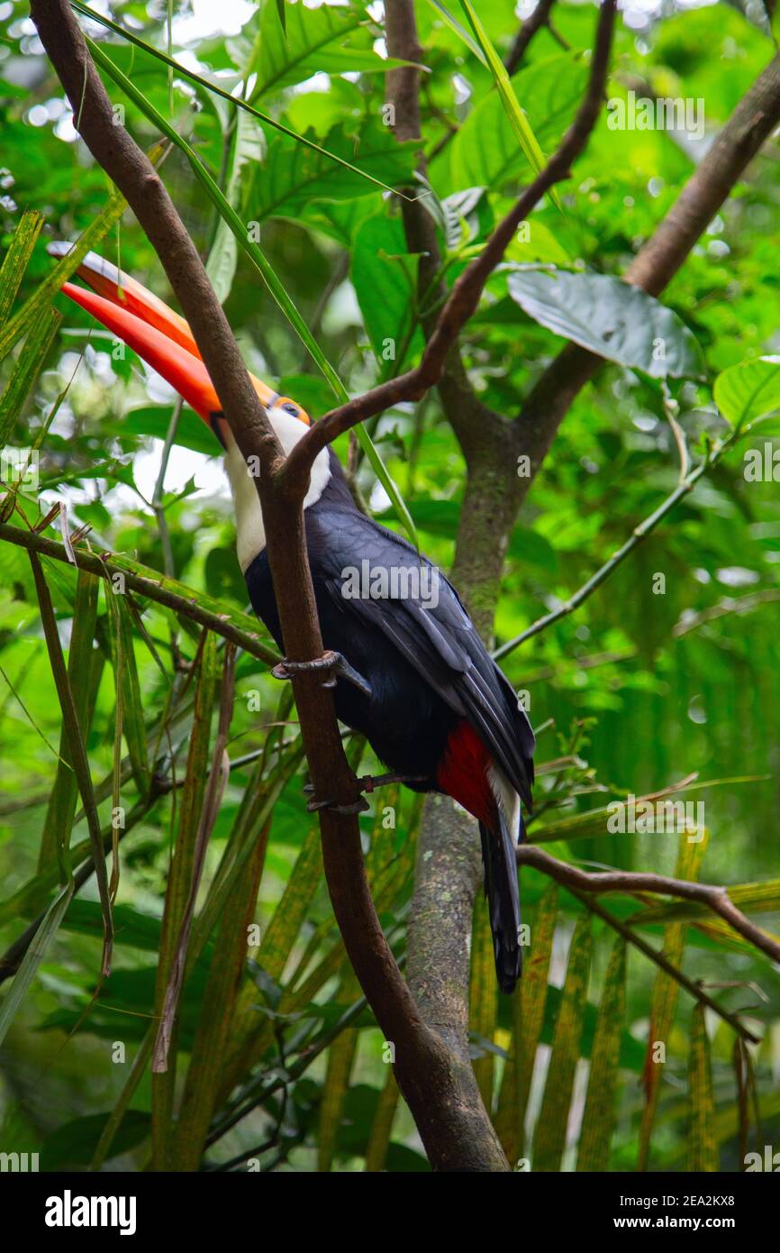 Colorful tucan in the wild Stock Photo - Alamy