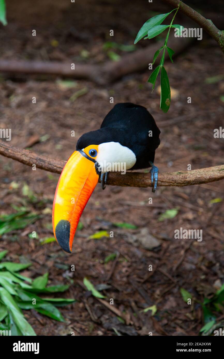Colorful tucan in the wild Stock Photo - Alamy