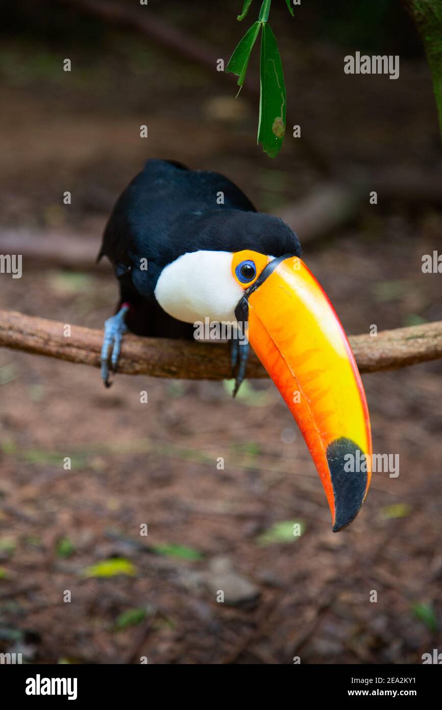 Colorful tucan in the wild Stock Photo - Alamy