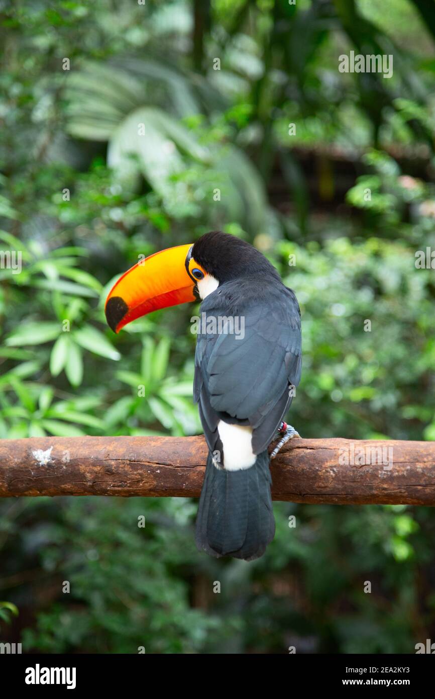 Colorful tucan in the wild Stock Photo - Alamy