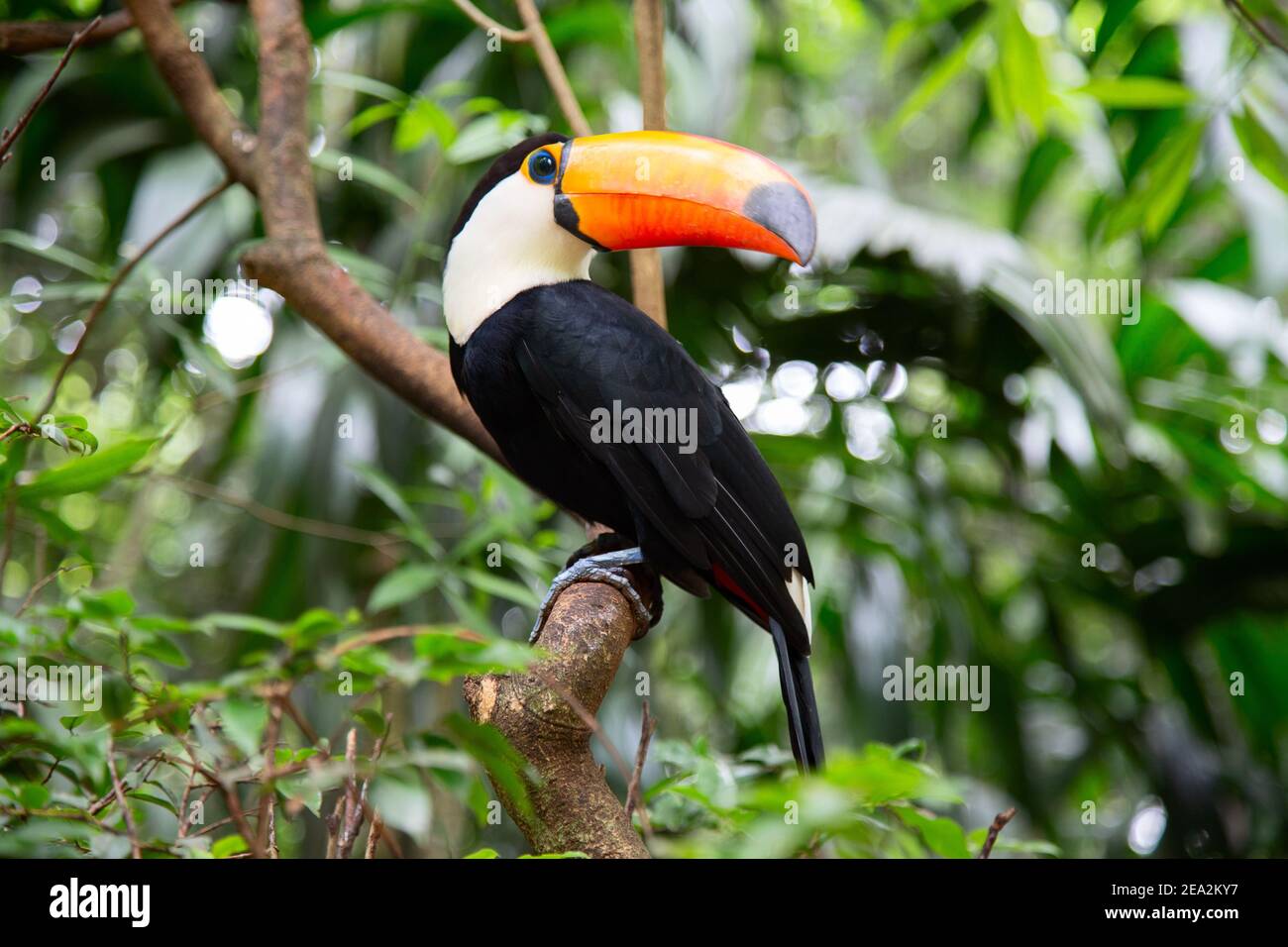 Colorful tucan in the wild Stock Photo - Alamy