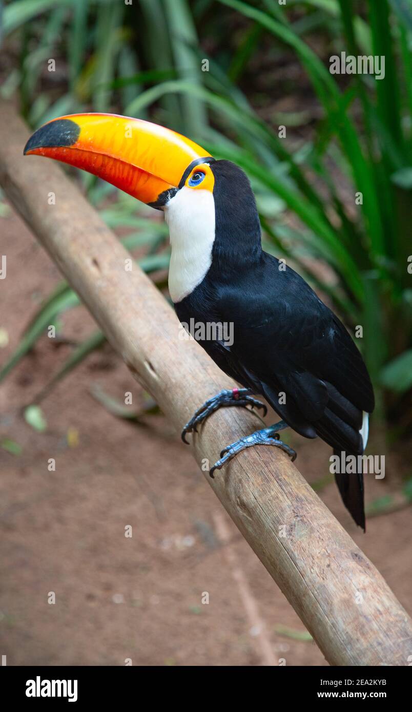 Colorful tucan in the wild Stock Photo - Alamy