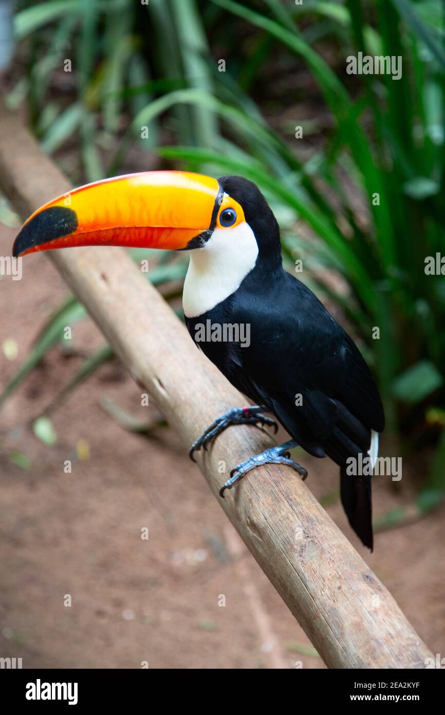 Colorful tucan in the wild Stock Photo - Alamy