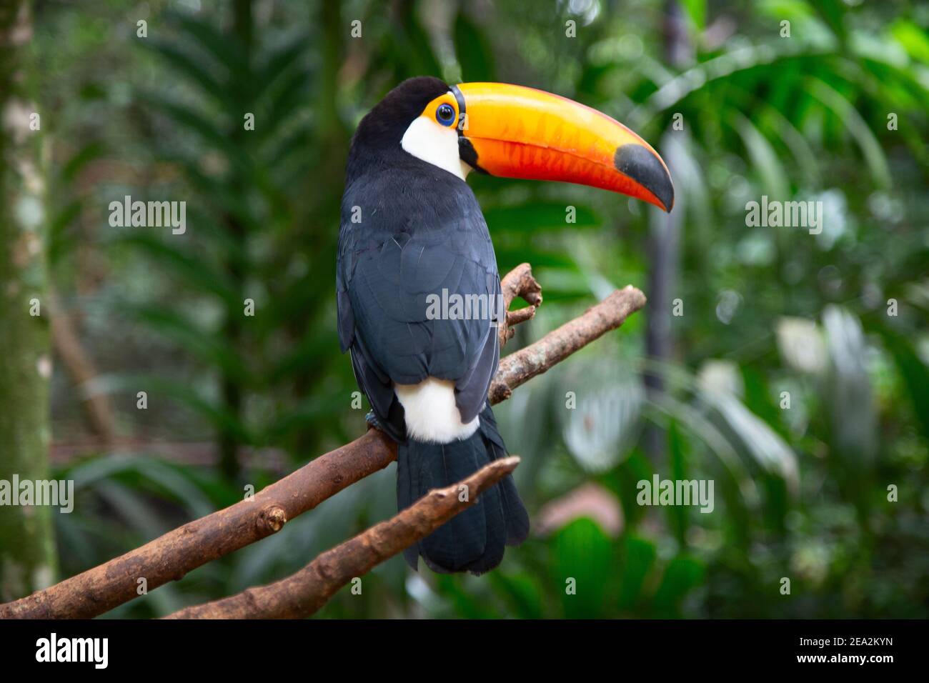 Colorful tucan in the wild Stock Photo - Alamy