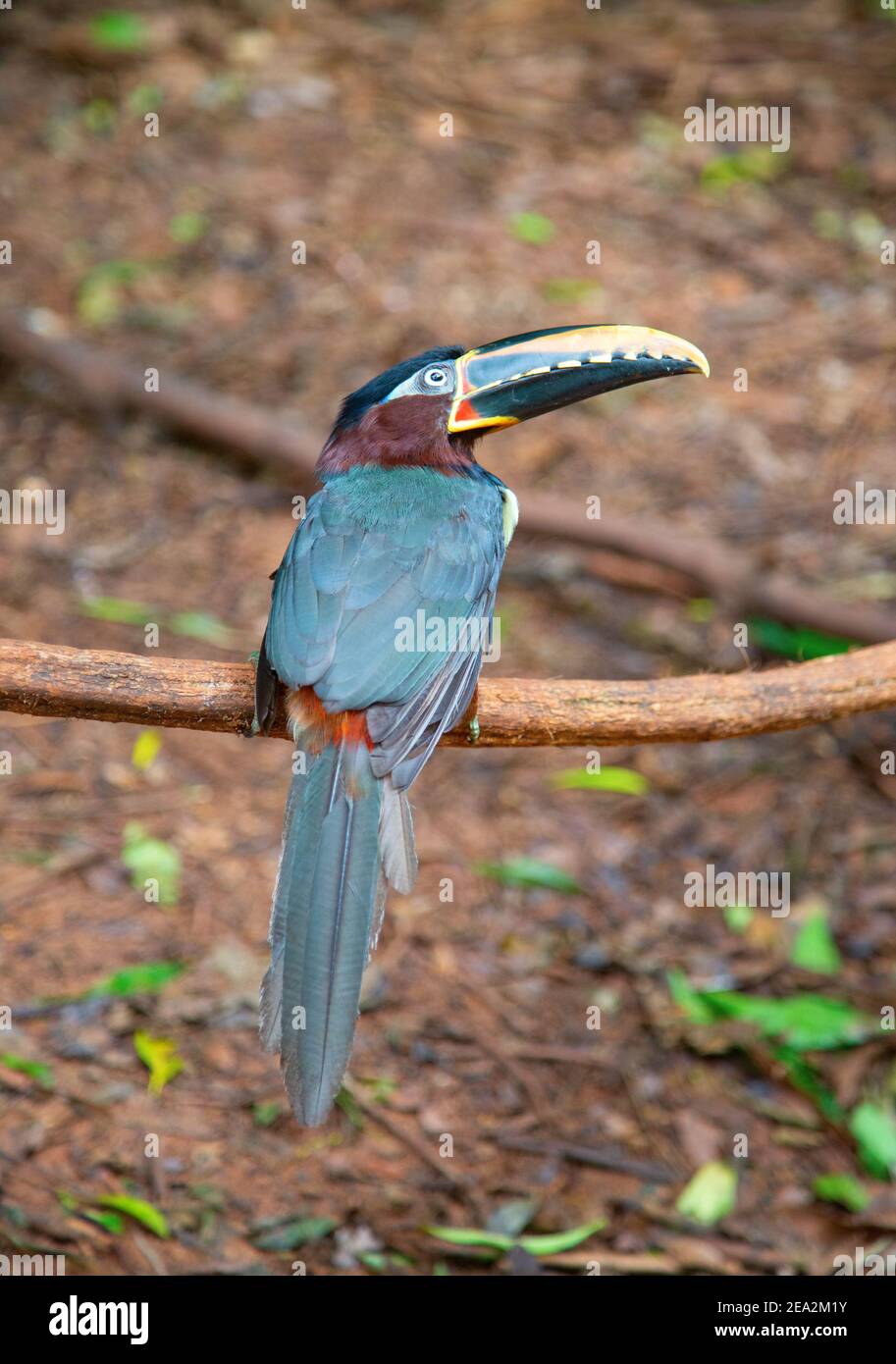 Colorful tucan in the wild Stock Photo - Alamy