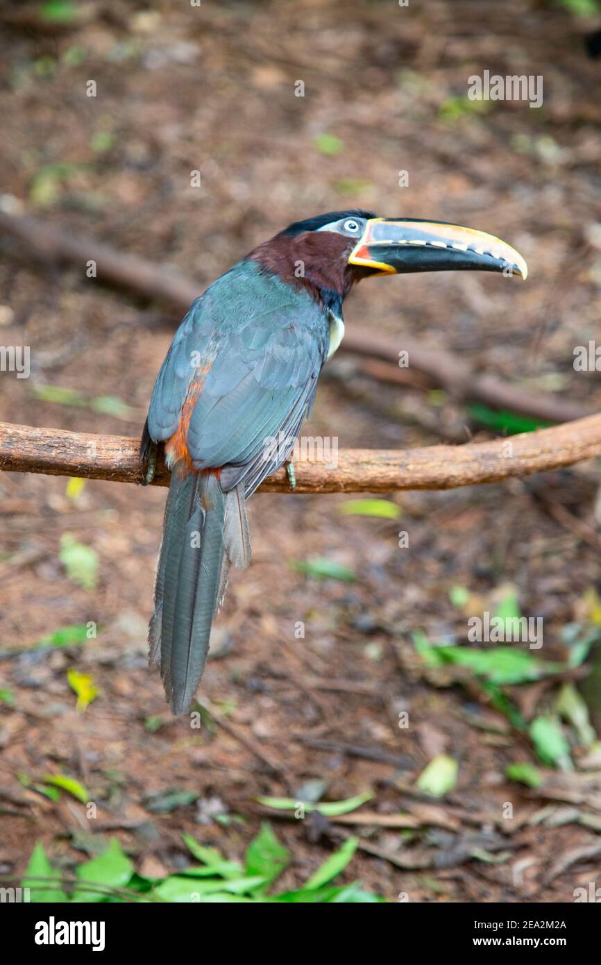 Colorful tucan in the wild Stock Photo - Alamy
