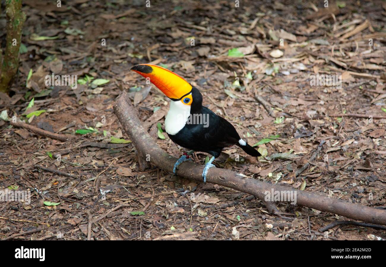 Colorful tucan in the wild Stock Photo - Alamy